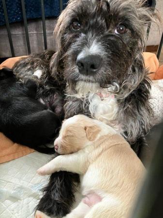 Border Collie and Cockapoo puppies looking for forever home For Sale in ...