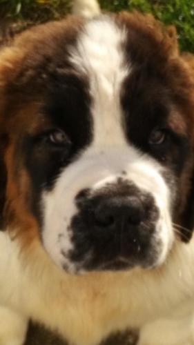 KC Saint Bernard Pups from HEALTH TESTED lines For Sale in Dumfries ...