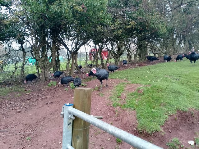 Local Classifieds | Preloved