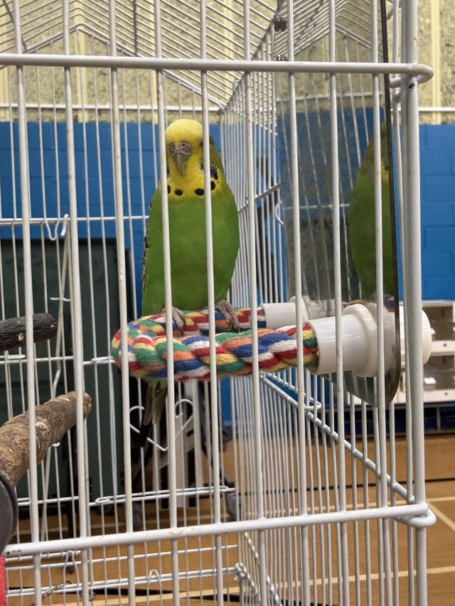 Local Classifieds | Preloved