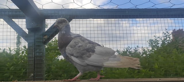 Beautiful roller pigeons for sale For Sale in Luton, Bedfordshire ...