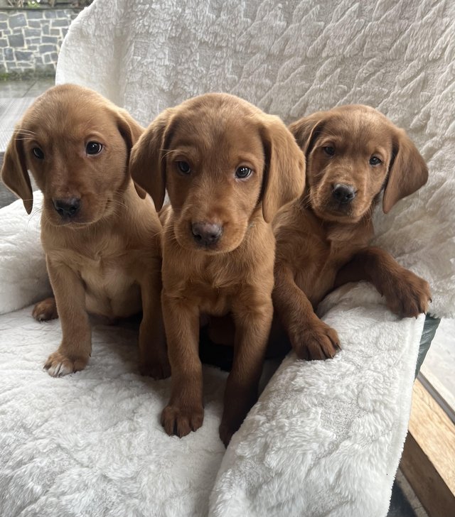 Local Classifieds | Preloved