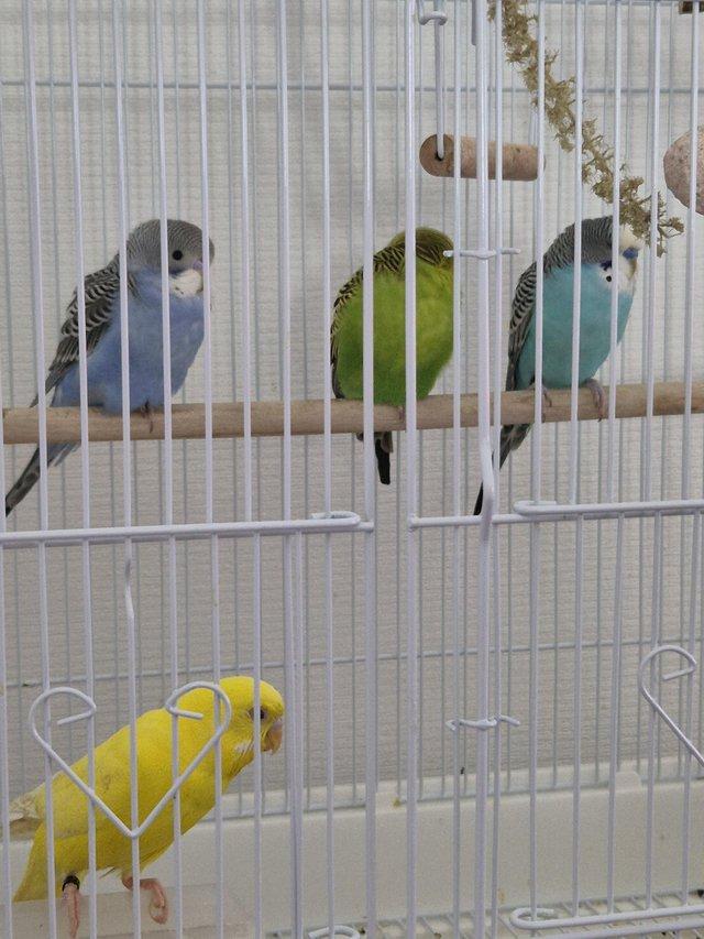 Local Classifieds | Preloved