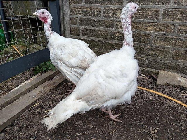 Local Classifieds | Preloved