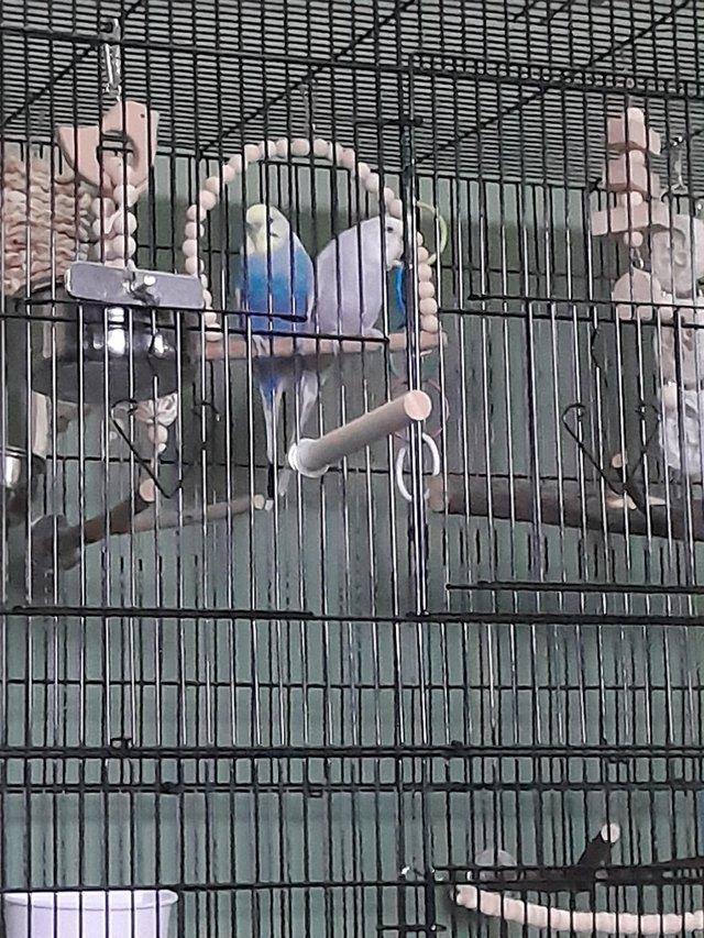 Local Classifieds | Preloved