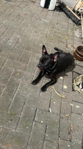 microchipped frenchie cross. For Sale in Sutton In Ashfield, Notts ...