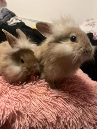 Beautiful 8 week old lionhead x baby rabbits For Sale in Weston-super ...