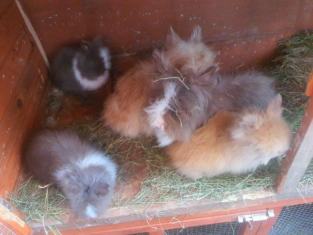 Last of litter stunning purebred lionhead rabbit female red For Sale in ...