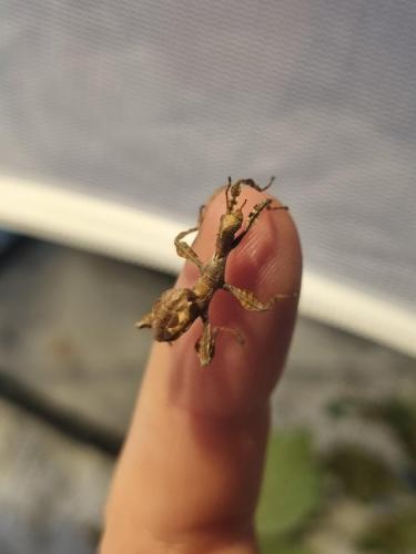 30x Macleays Spectre Stick Insect nymphs For Sale in Burton ...