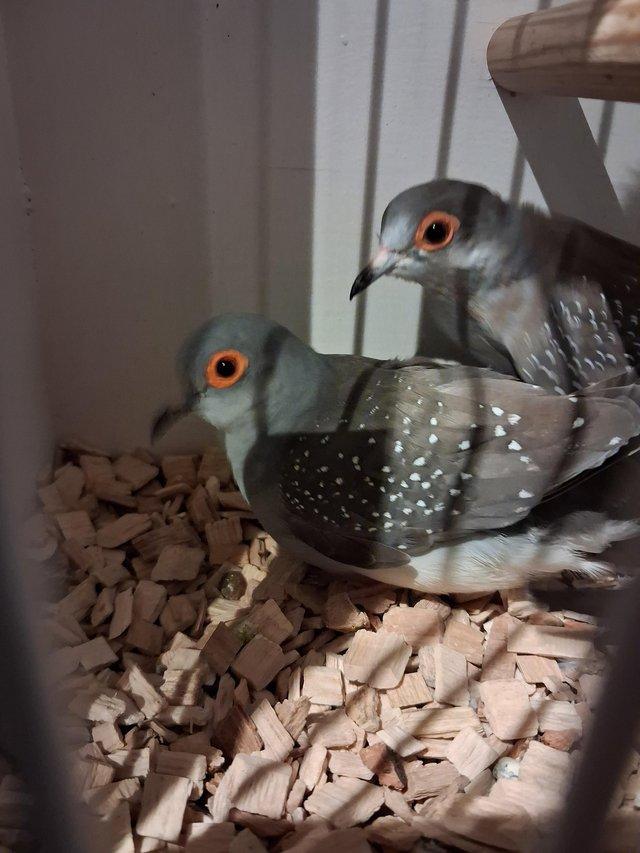 Local Classifieds | Preloved