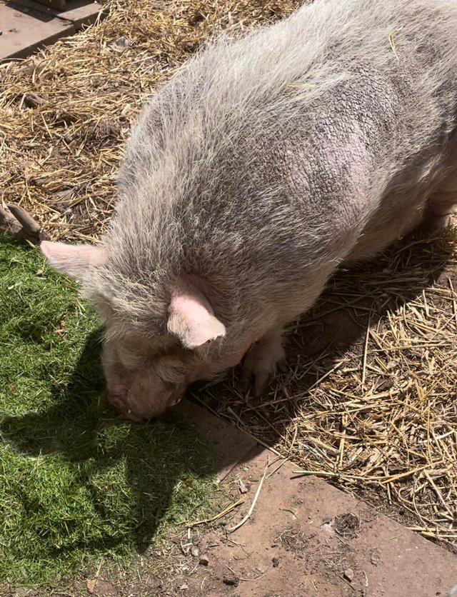 Sweet Kune Kune potbelly cross pig looking for forever home For Sale in ...