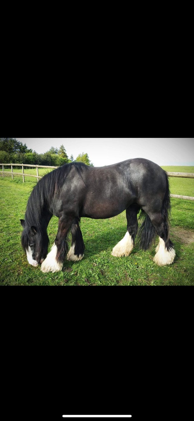 14.2HH very safe traditional gypsy cob For Sale in Burslem, Stoke-on ...