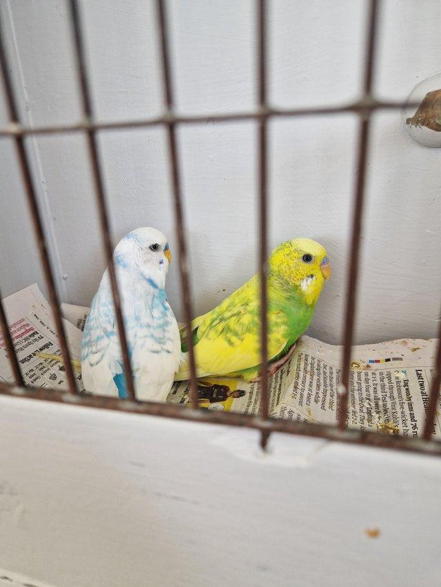 Local Classifieds | Preloved