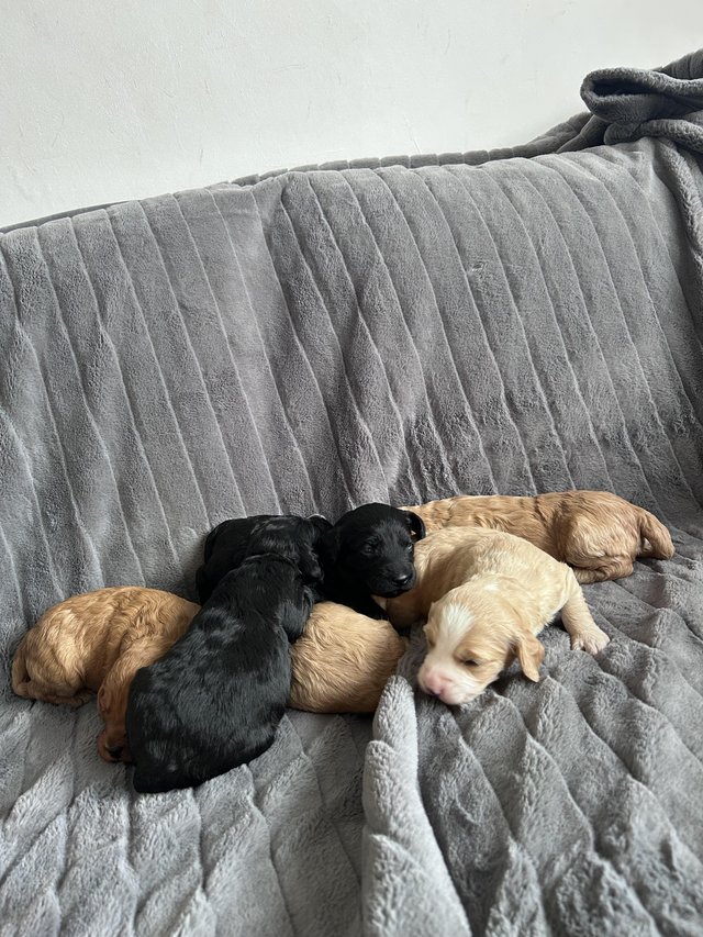 Local Classifieds | Preloved