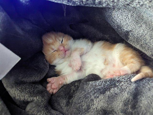 Polydactyl Hemingway kitten ginger and white For Sale in Wellington ...