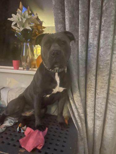 Cane corso cross blue staffy 12 month old man For Sale in Sowerby ...