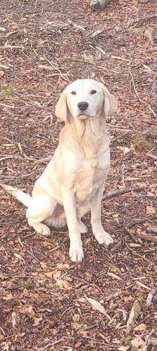 Ten month old labrador dog For Sale in Preston, Lancashire | Preloved