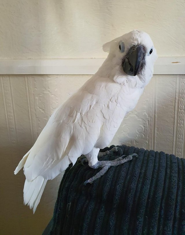 cockatoo Birds Rehome Buy and Sell with zero fees Preloved