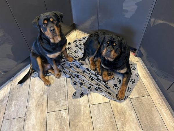 Gorgeous Chunky Rottweiler Puppies For Sale in Colchester, Essex