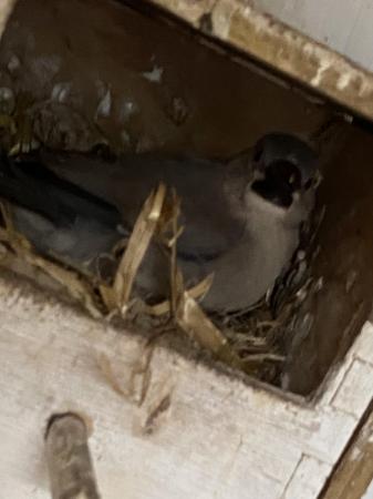 x3 baby Java Sparrow birds For Sale in Walsall, Westmidlands | Preloved