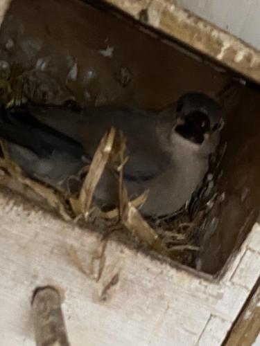 x3 baby Java Sparrow birds For Sale in Walsall, Westmidlands | Preloved