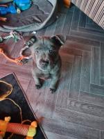 Dogs & Puppies, Rehome and Buy with ZERO fees | Preloved