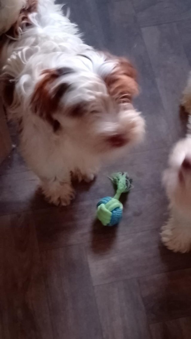 Local Classifieds | Preloved