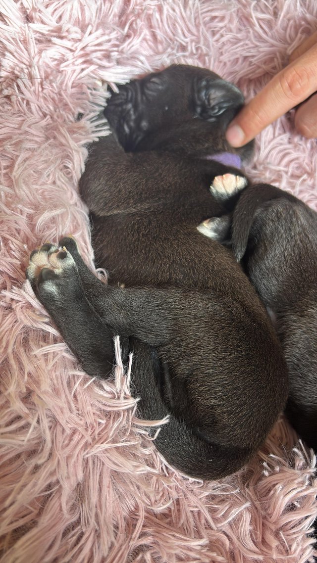 Local Classifieds | Preloved