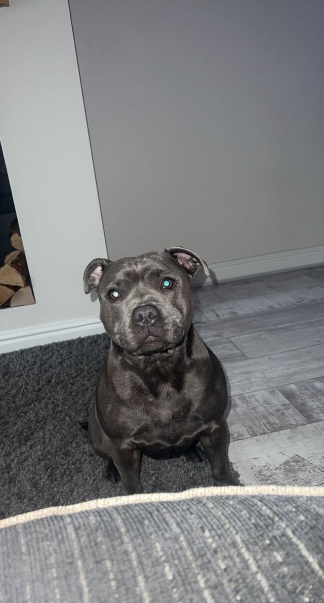 Local Classifieds | Preloved