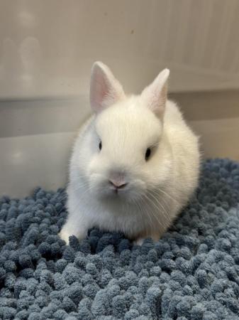 1 Gorgeous Blue eyed white Netherland Dwarf baby Bunny For Sale in ...