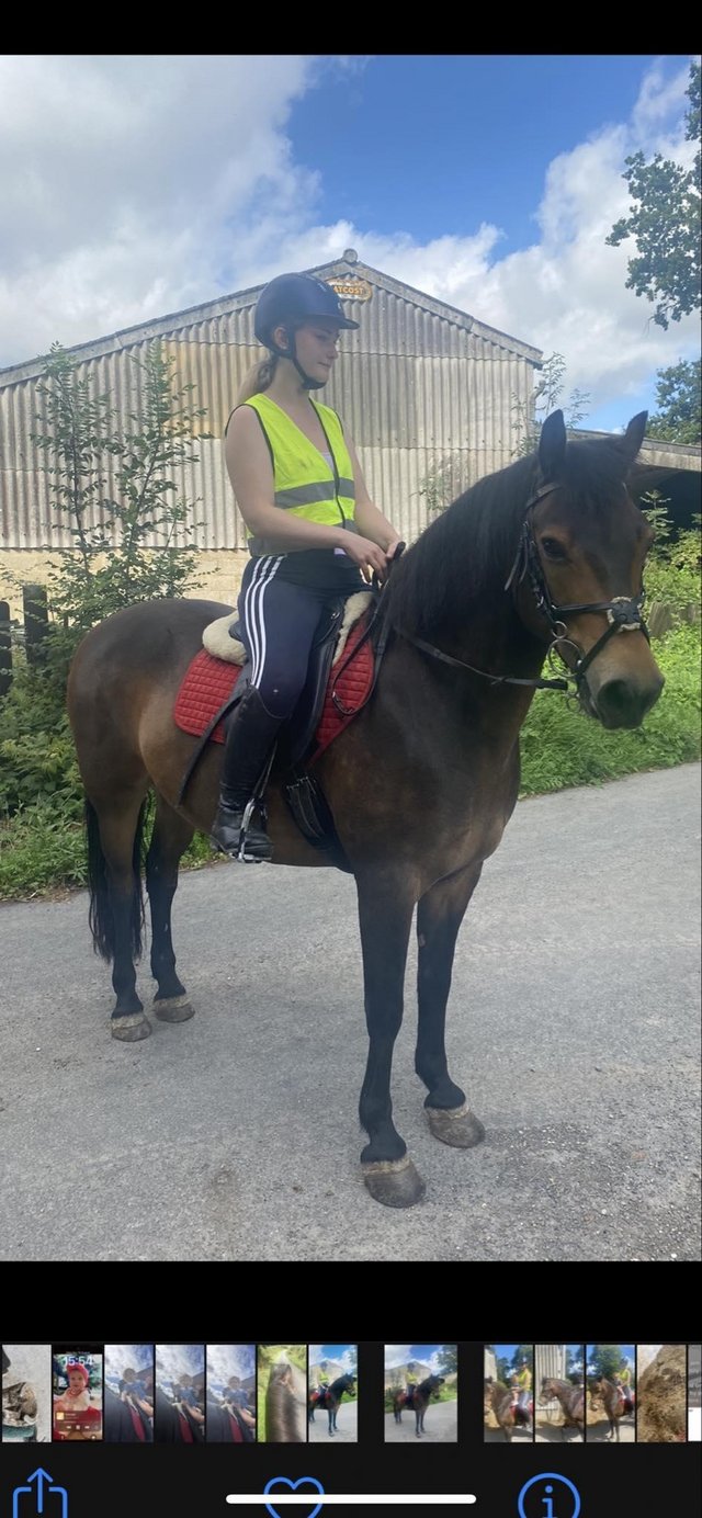 13.2hh exmoor x connie for ?? For Sale in Rolvenden, Kent | Preloved