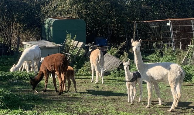 Local Classifieds | Preloved