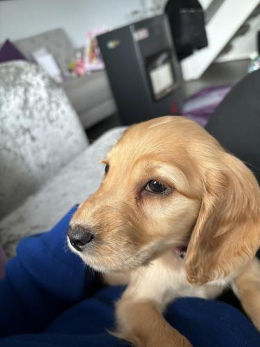 3 month old cocker spaniel For Sale in Solihull, Birmingham | Preloved