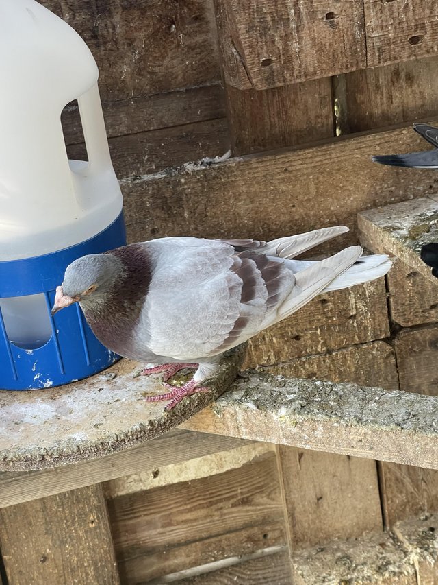 Local Classifieds | Preloved