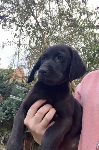 Beautiful Labrador puppies ( All puppies now sold) For Sale in Goole ...