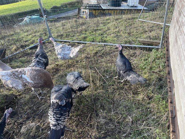 Local Classifieds | Preloved