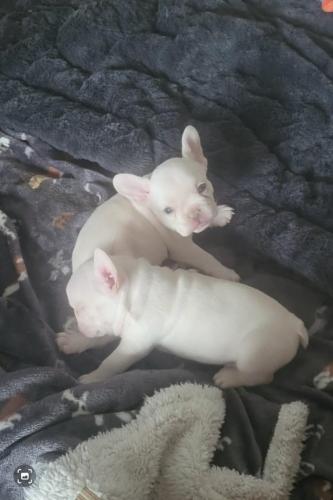 7 weeks old platinum/white frenchies For Sale in Nottingham ...
