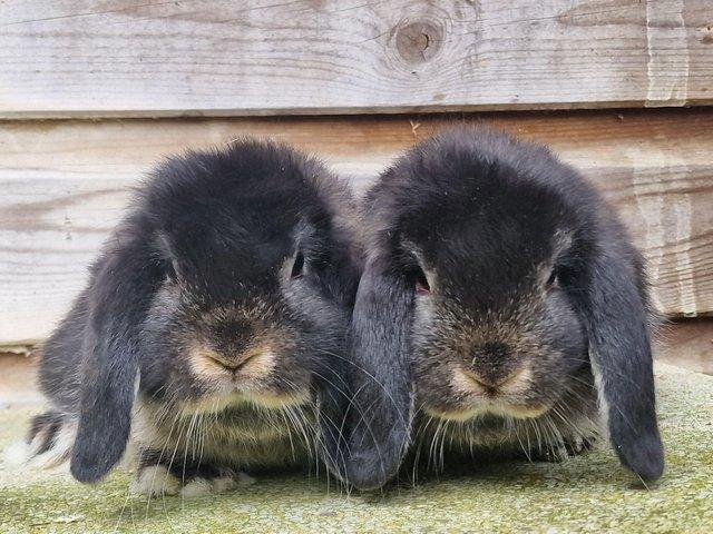 Gorgeous pure mini lop rabbits for sale For Sale in Elstead, Surrey ...
