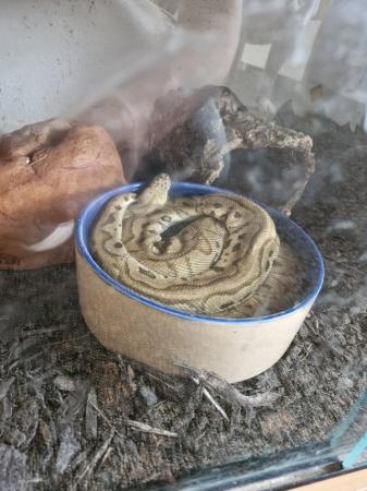 ball python with full viv set up and food For Sale in Stafford ...