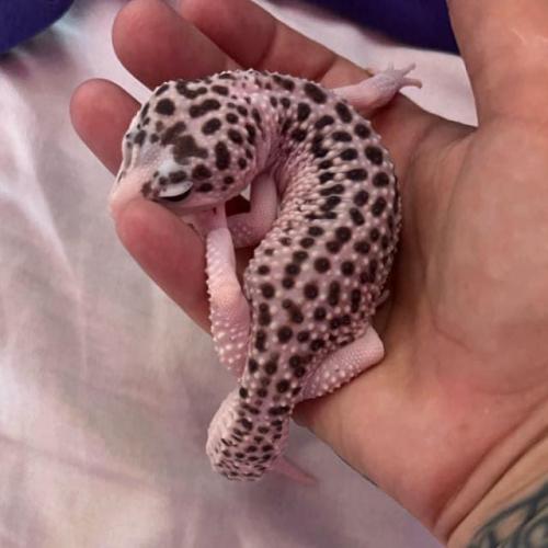Leopard Gecko Female Super Snow Eclipse Het Tremper Albino For Sale in ...