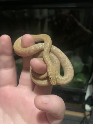 Albino house snakes - male & female for sale, deal on both. For Sale in ...