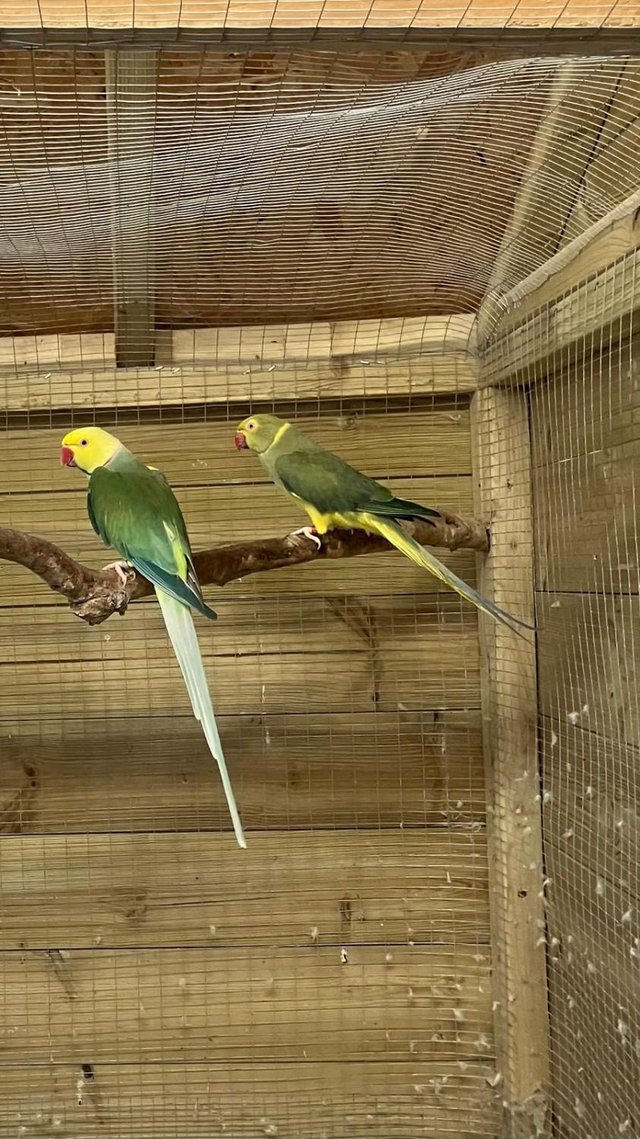 Local Classifieds | Preloved