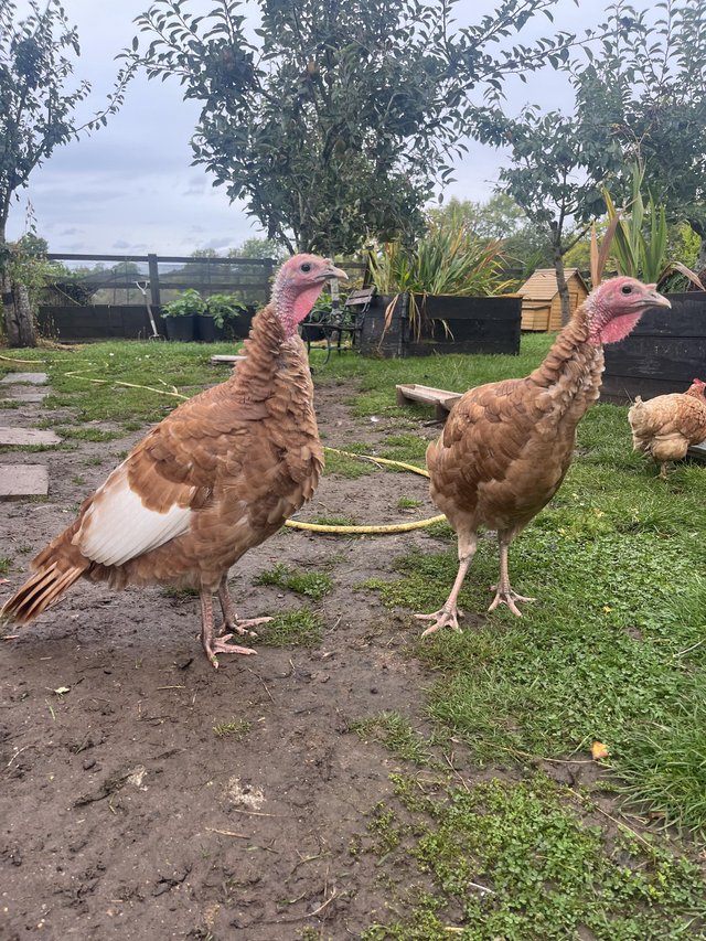 Local Classifieds | Preloved