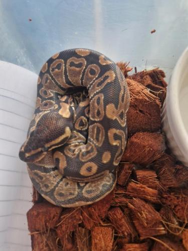 Male 2024 royal python for sale For Sale in Cambridge, Cambridgeshire ...