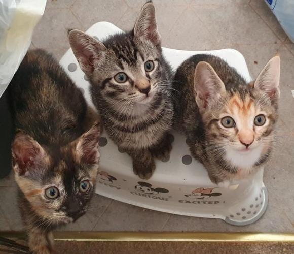 9-week old Siamese cross kittens For Sale in Upton, Wirral | Preloved