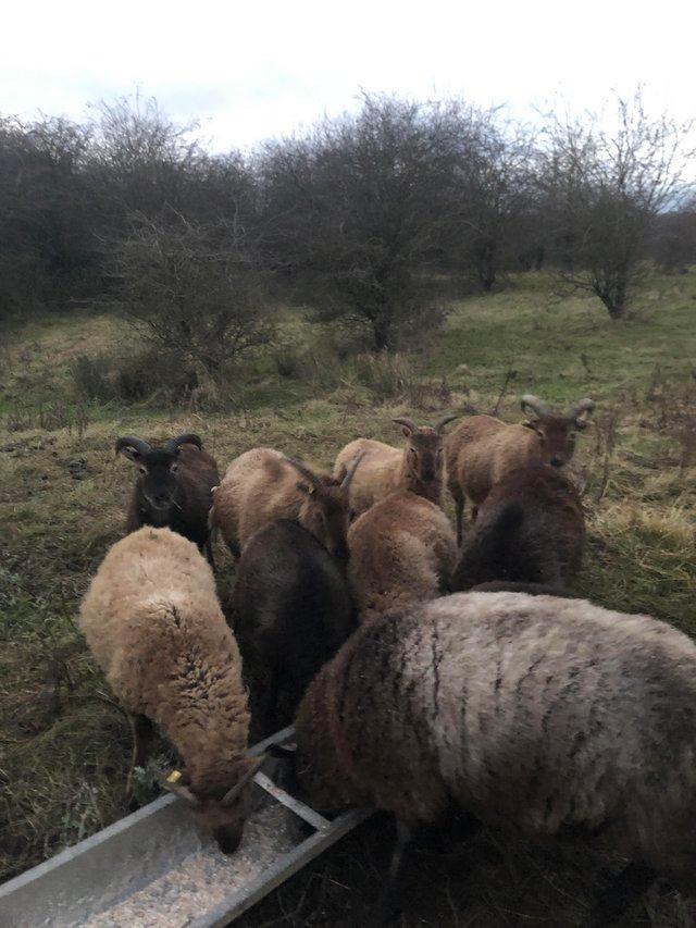 Soay ewes b/r/w blue texel tup For Sale in Derby, Derbyshire | Preloved