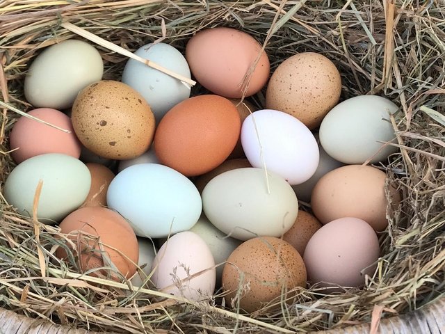 FERTILE hatching EGGS chicken silkie / hybrid / legbar For Sale in ...