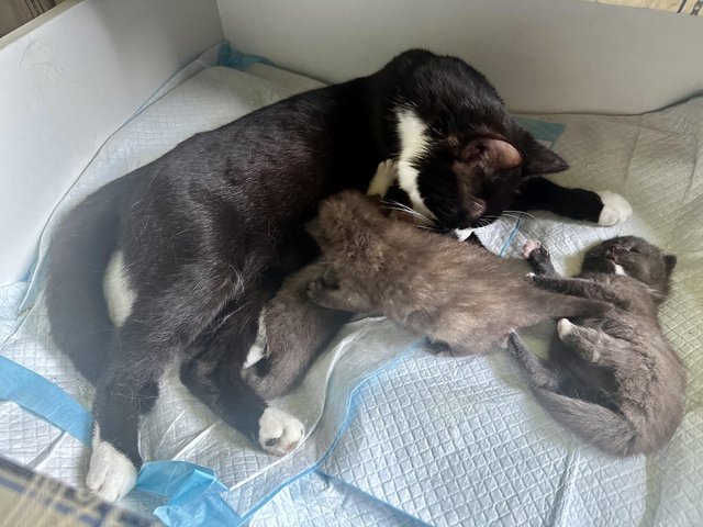 Beautiful baby kittens for sale For Sale in Sheffield, Southyorkshier ...