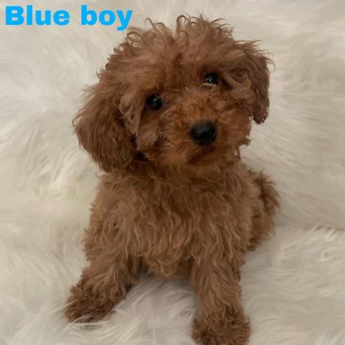 Deep Red F2B Toy Cavapoo Puppies for Sale ONLY BOYS LEFT For Sale in ...