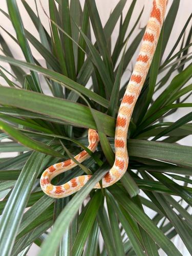 Various corns snakes adults/sub adults For Sale in Wakefield, West ...